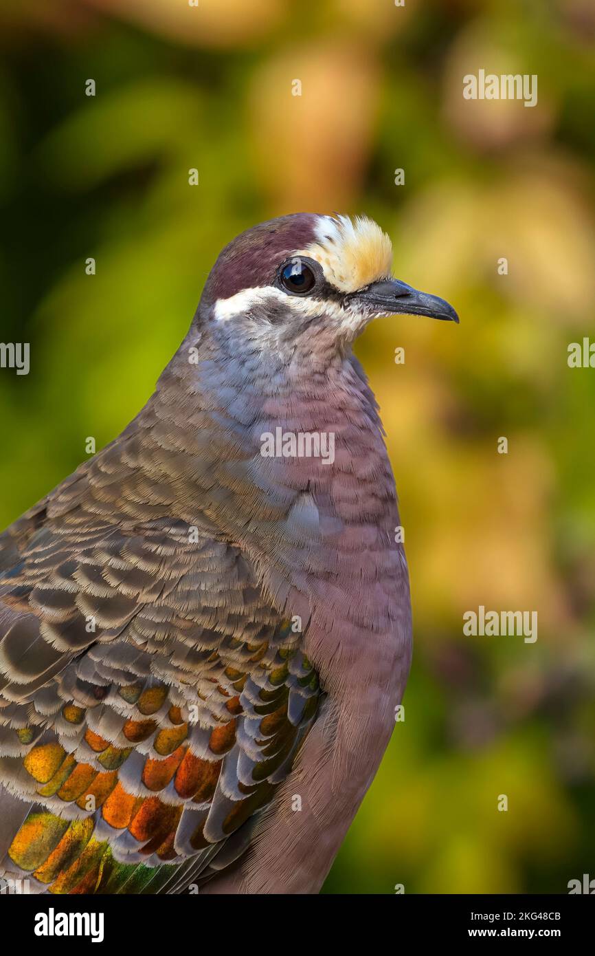 A vertical closeup of a common bronzewing, Phaps chalcoptera bird side ...