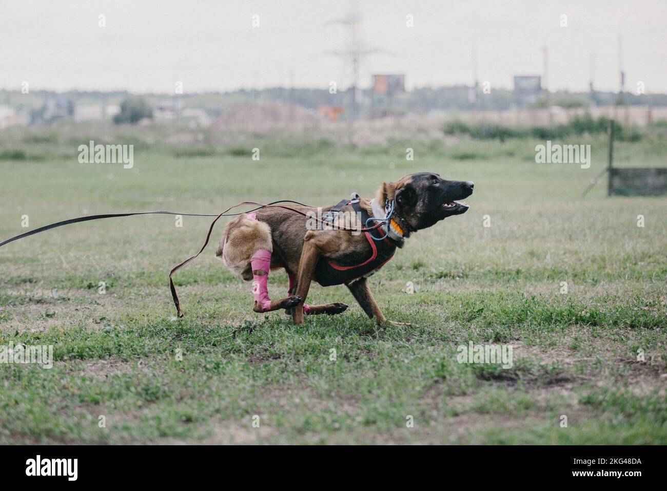 Working malinois dog. Belgian shepherd dog. Police, guard dog Stock ...