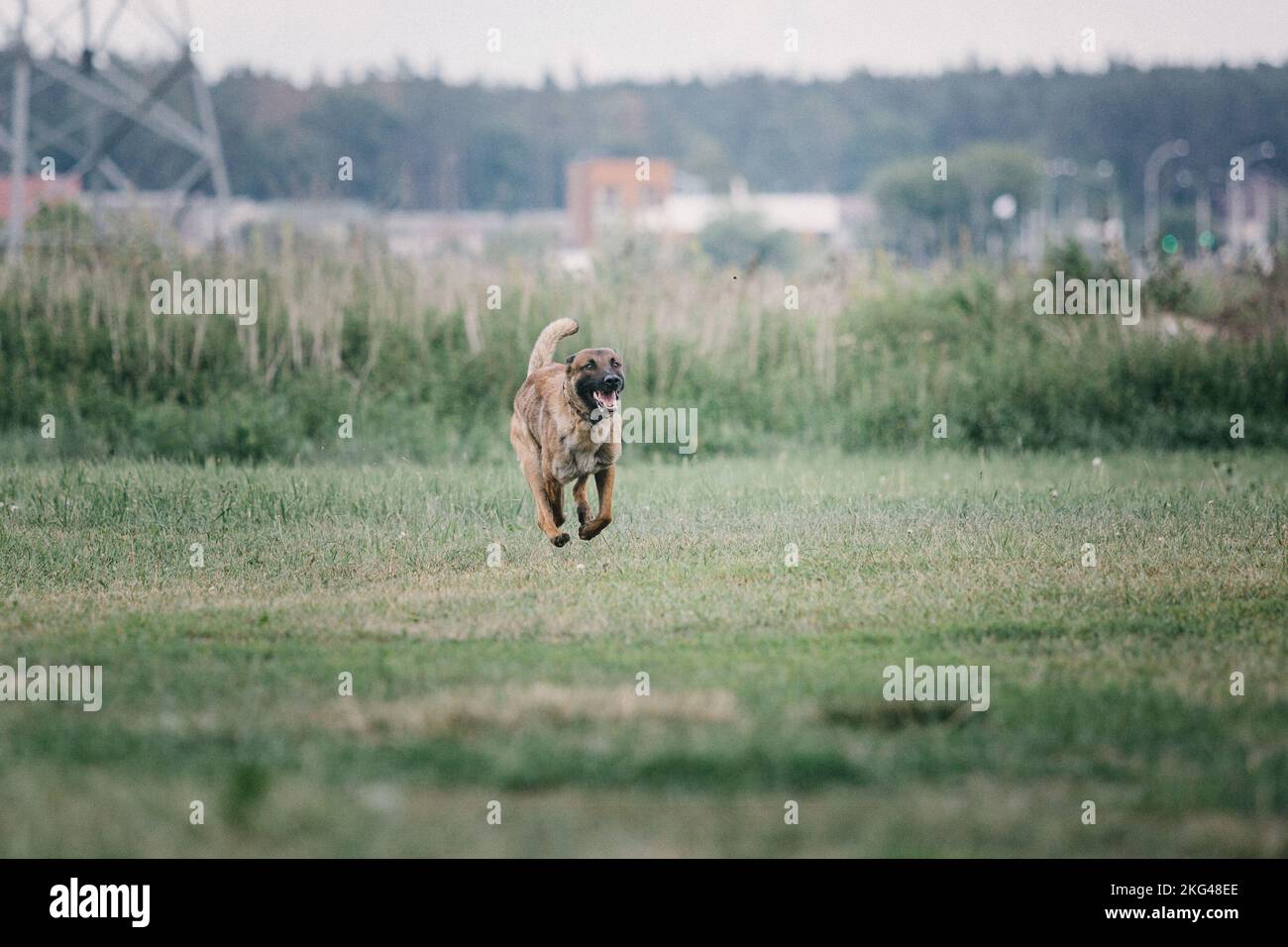 Working malinois dog. Belgian shepherd dog. Police, guard dog Stock ...