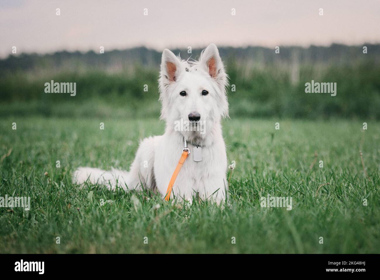 Working malinois dog. Belgian shepherd dog. Police, guard dog Stock ...
