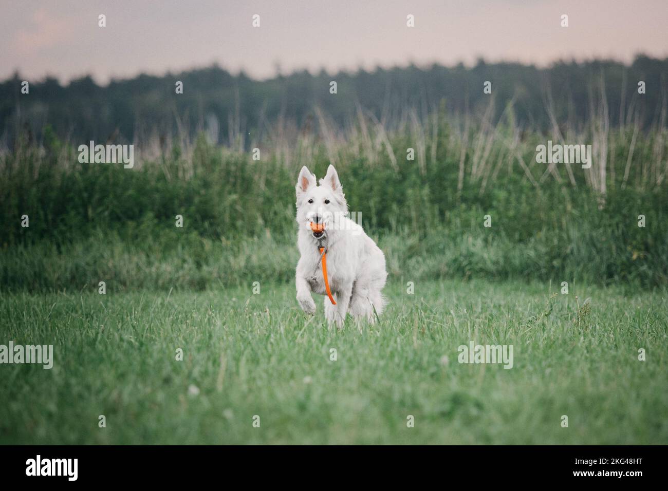 Working malinois dog. Belgian shepherd dog. Police, guard dog Stock ...