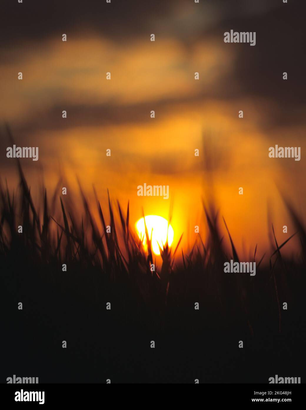 A vertical shot of the Sun shining through grass during dramatic sunset ...
