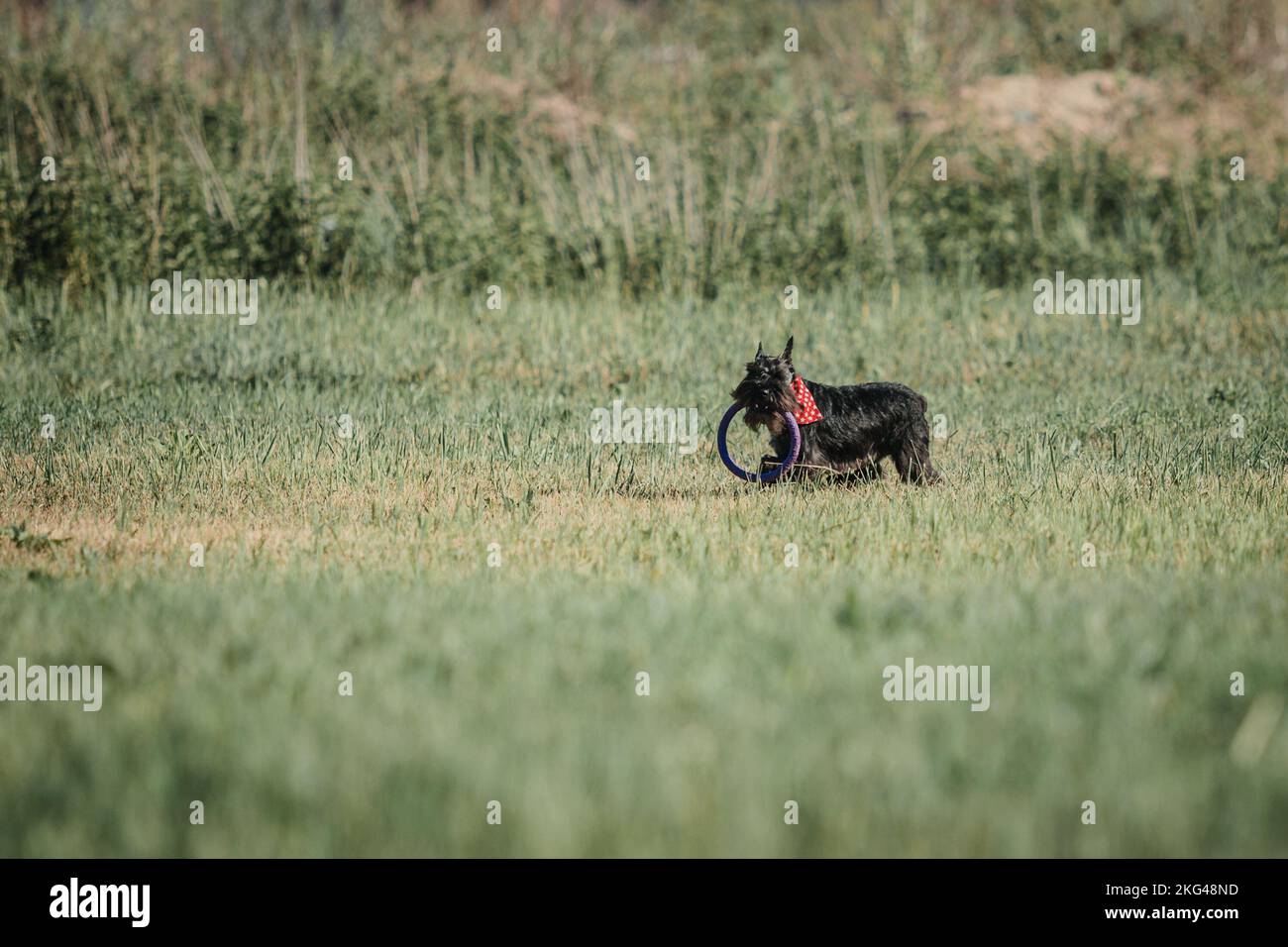 Working malinois dog. Belgian shepherd dog. Police, guard dog Stock ...