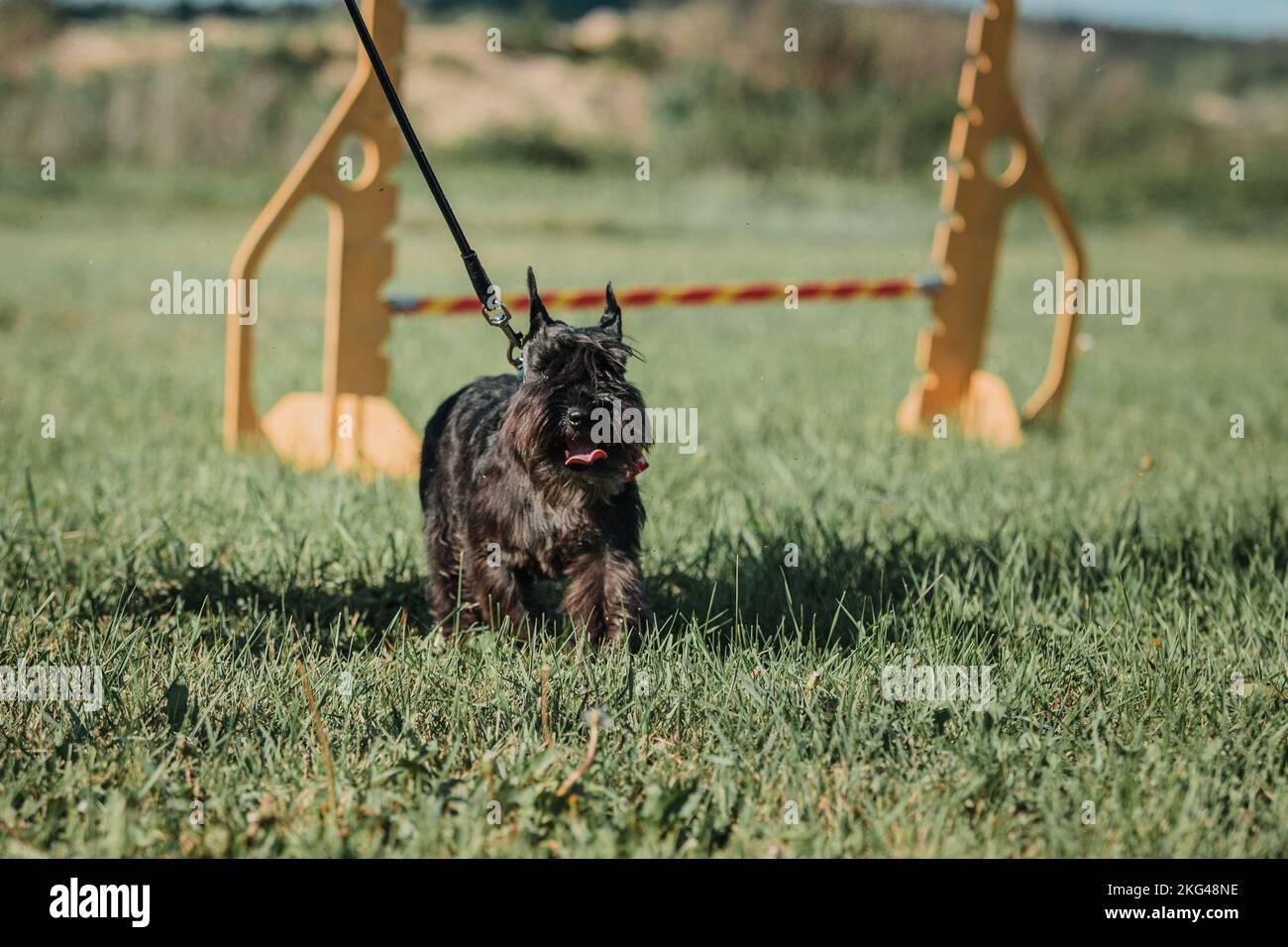 Working malinois dog. Belgian shepherd dog. Police, guard dog Stock ...