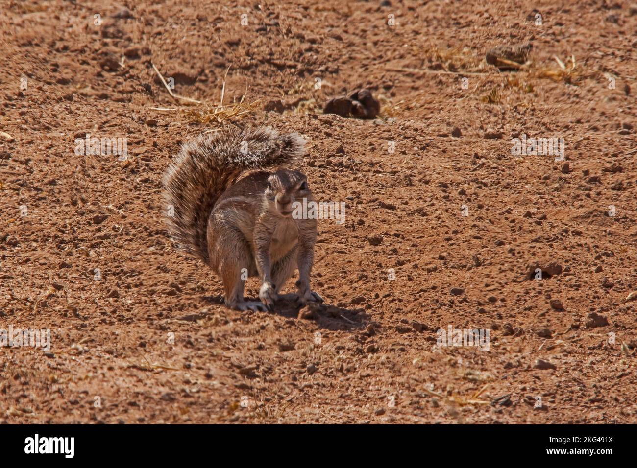 Cape Ground Squirrel (Xerus inauris) 4766 Stock Photo - Alamy