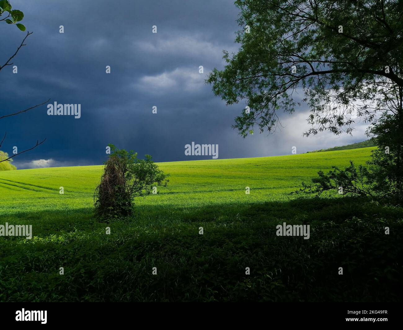 A mesmerizing shot of a cloudy sky over a green field, a tree in the ...