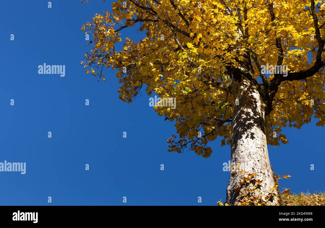 Bright yellow tree leaf against a clear sky. Beautiful autumn contrast ...