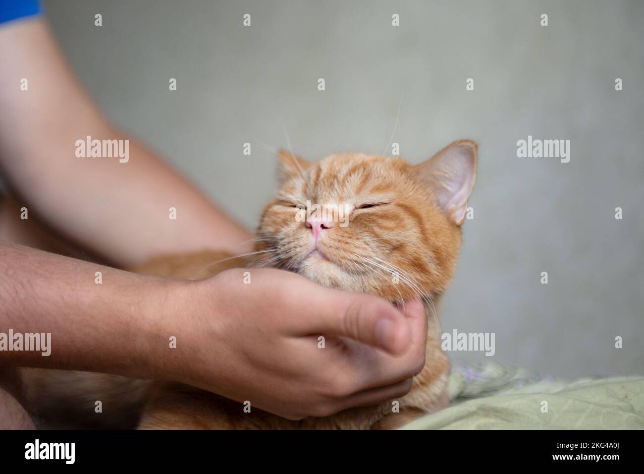 Ginger kitten likes being pets by male hand. Purebed british ...