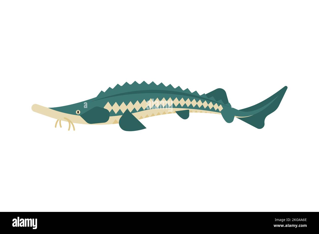 Sturgeon isolated. fish sign. vector illustration Stock Vector Image ...