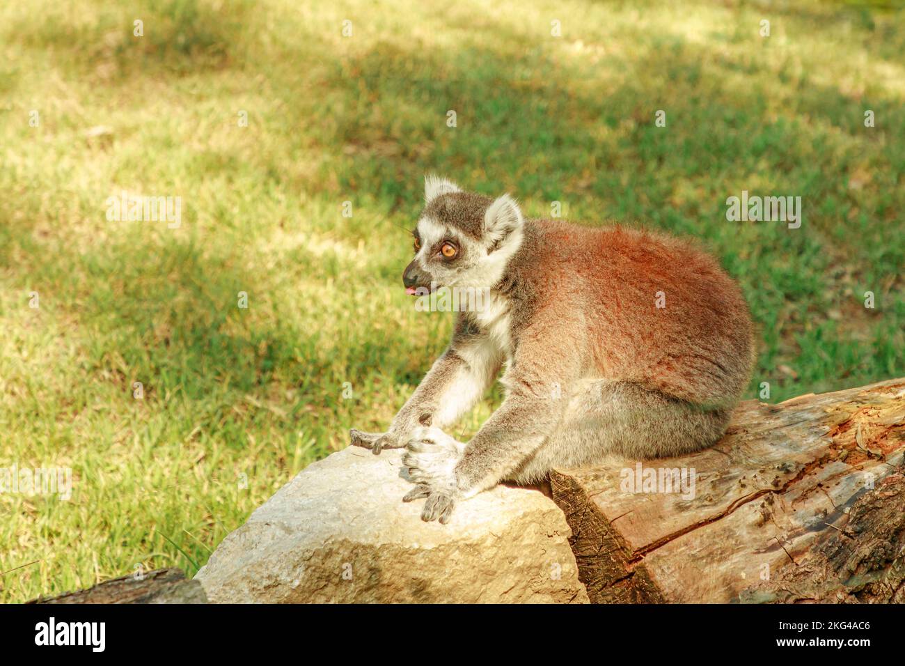 side view of a strepsirrhine primate ring-tailed lemur of Madagascar ...