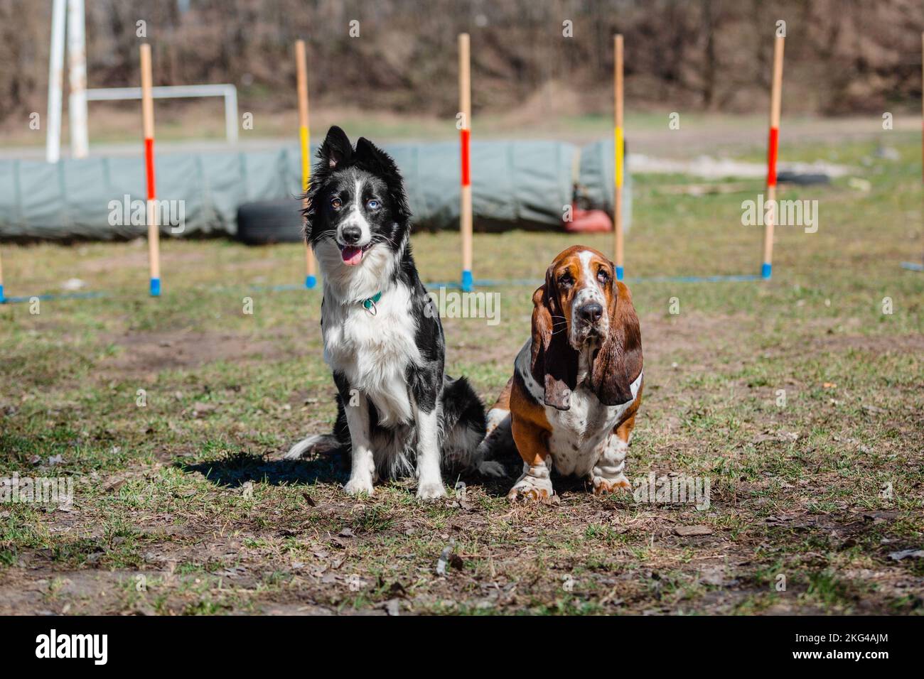 Dog in agility competition set up in green grassy park Stock Photo - Alamy