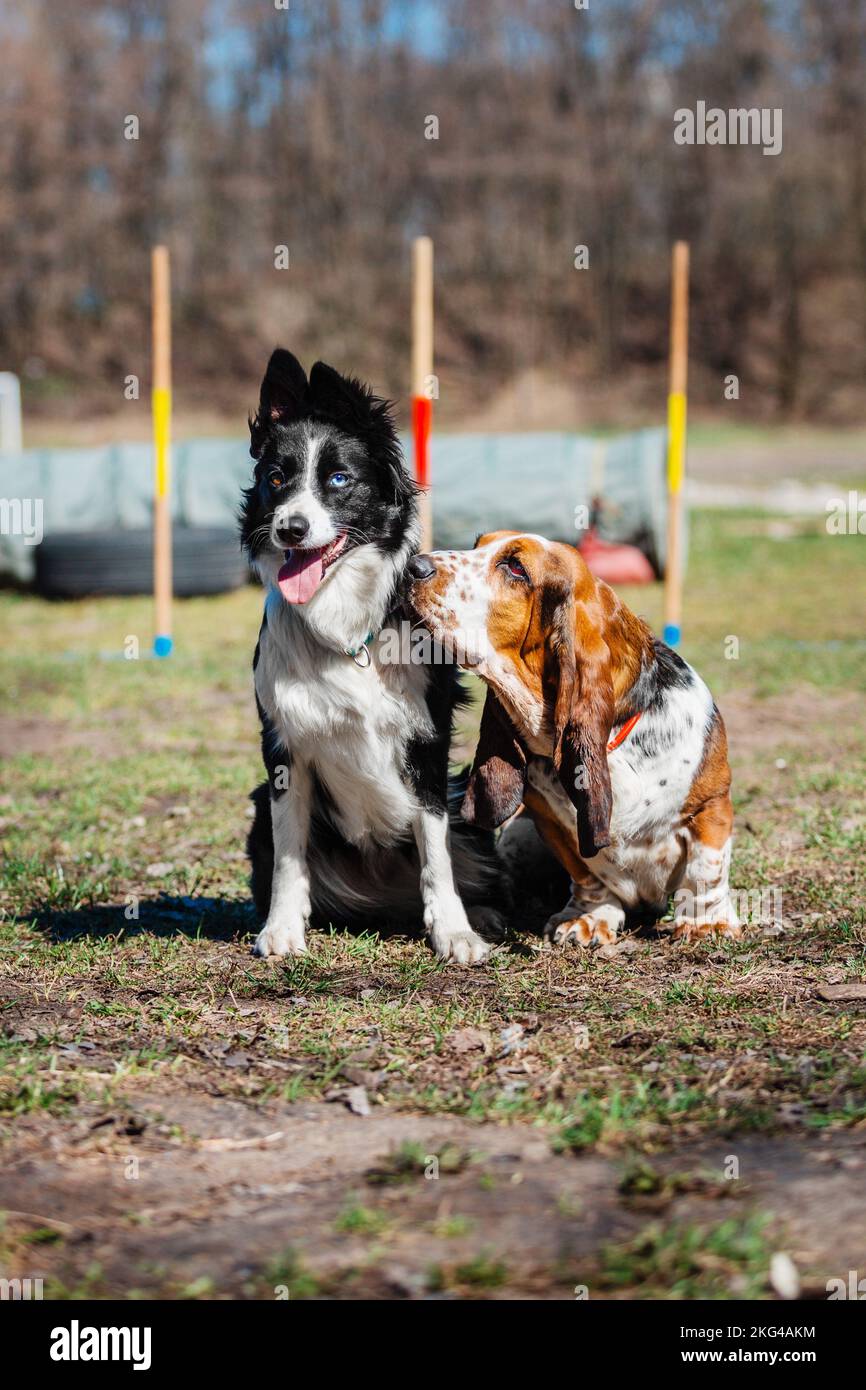 Dog in agility competition set up in green grassy park Stock Photo - Alamy