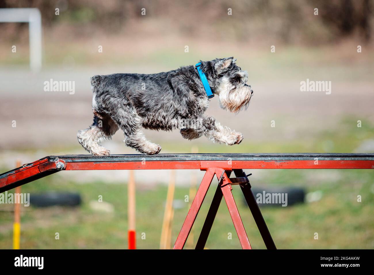 Dog in agility competition set up in green grassy park Stock Photo - Alamy