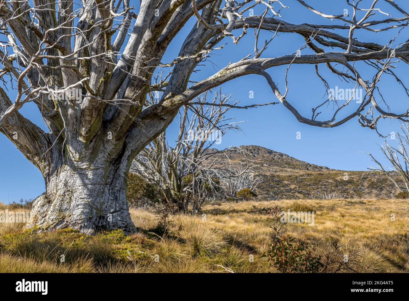 A giant snow gum skeleton tree against mount Jagungal from Australian ...