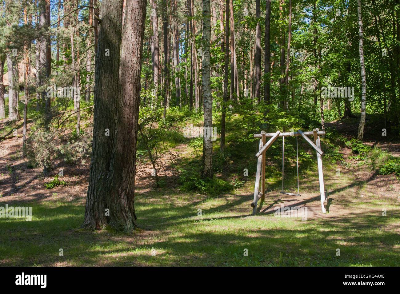 children's playground with a wooden swing in a pine forest on a warm ...
