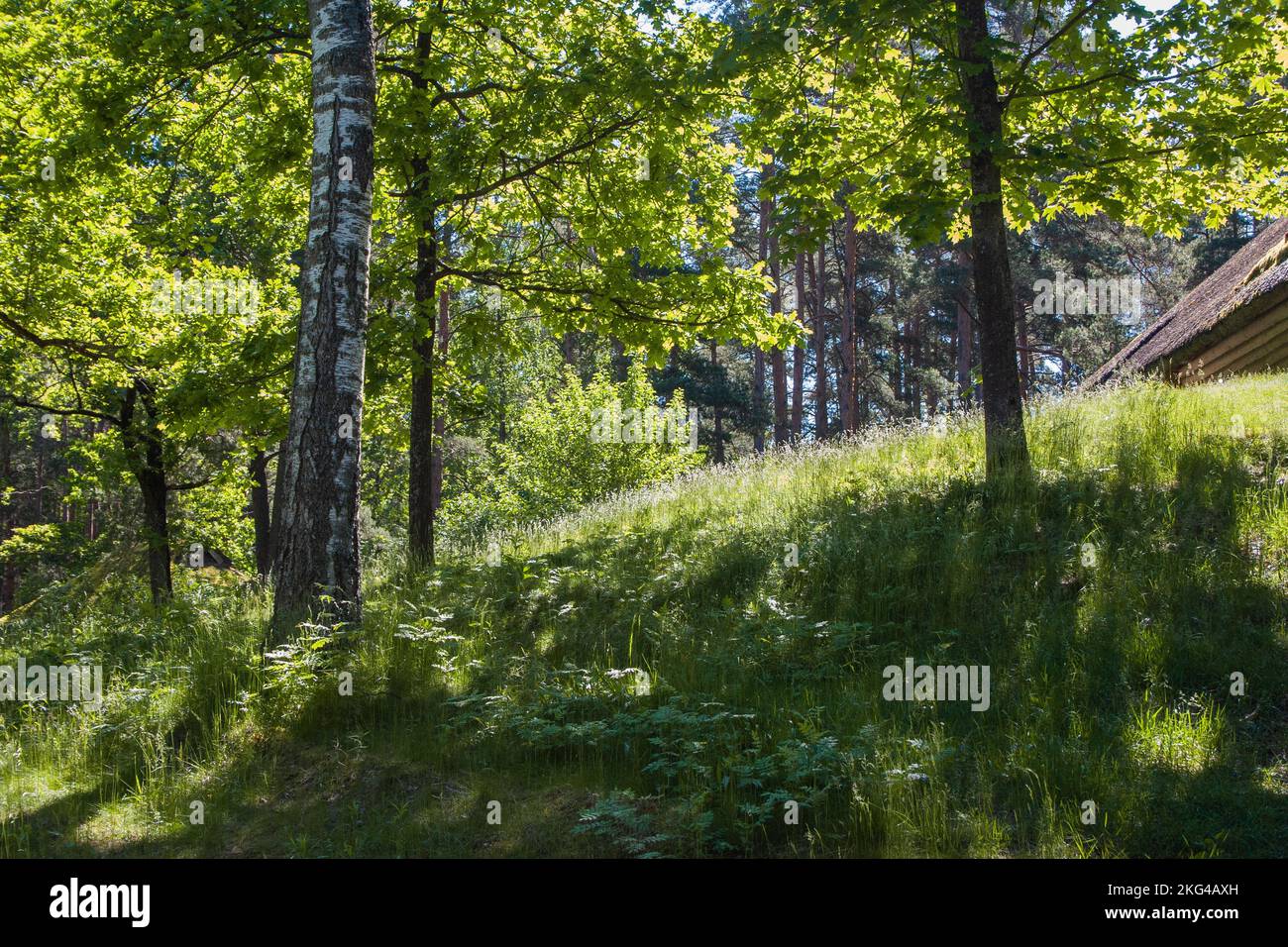 Forest tree house jungle hi-res stock photography and images - Alamy