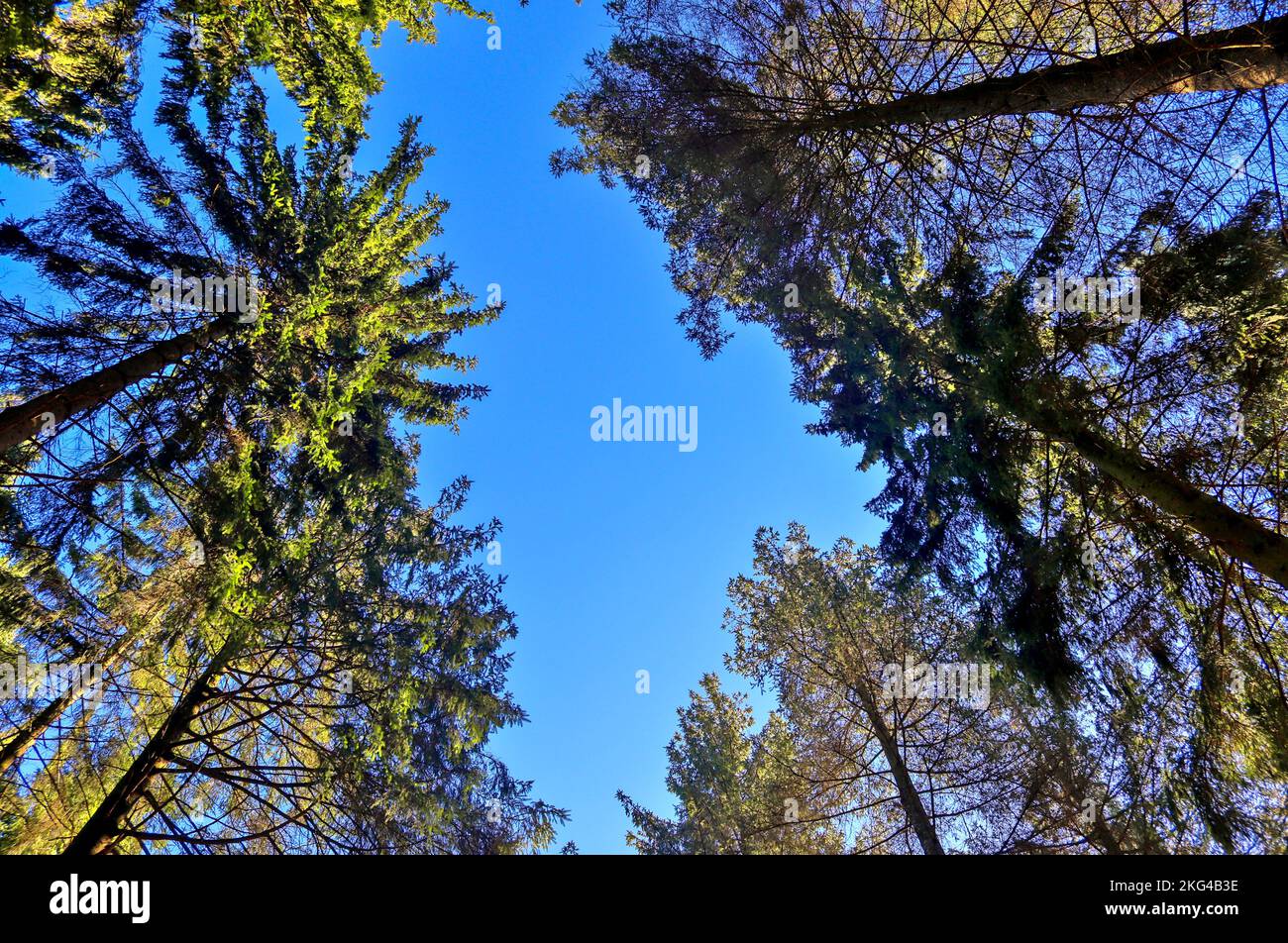 Beautiful view into a dense green forest with bright sunlight casting ...