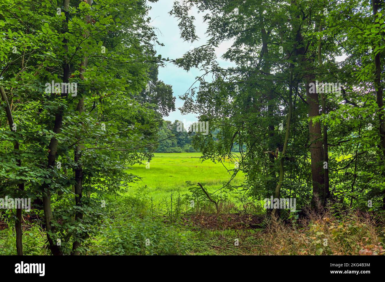 Beautiful view into a dense green forest with bright sunlight casting ...