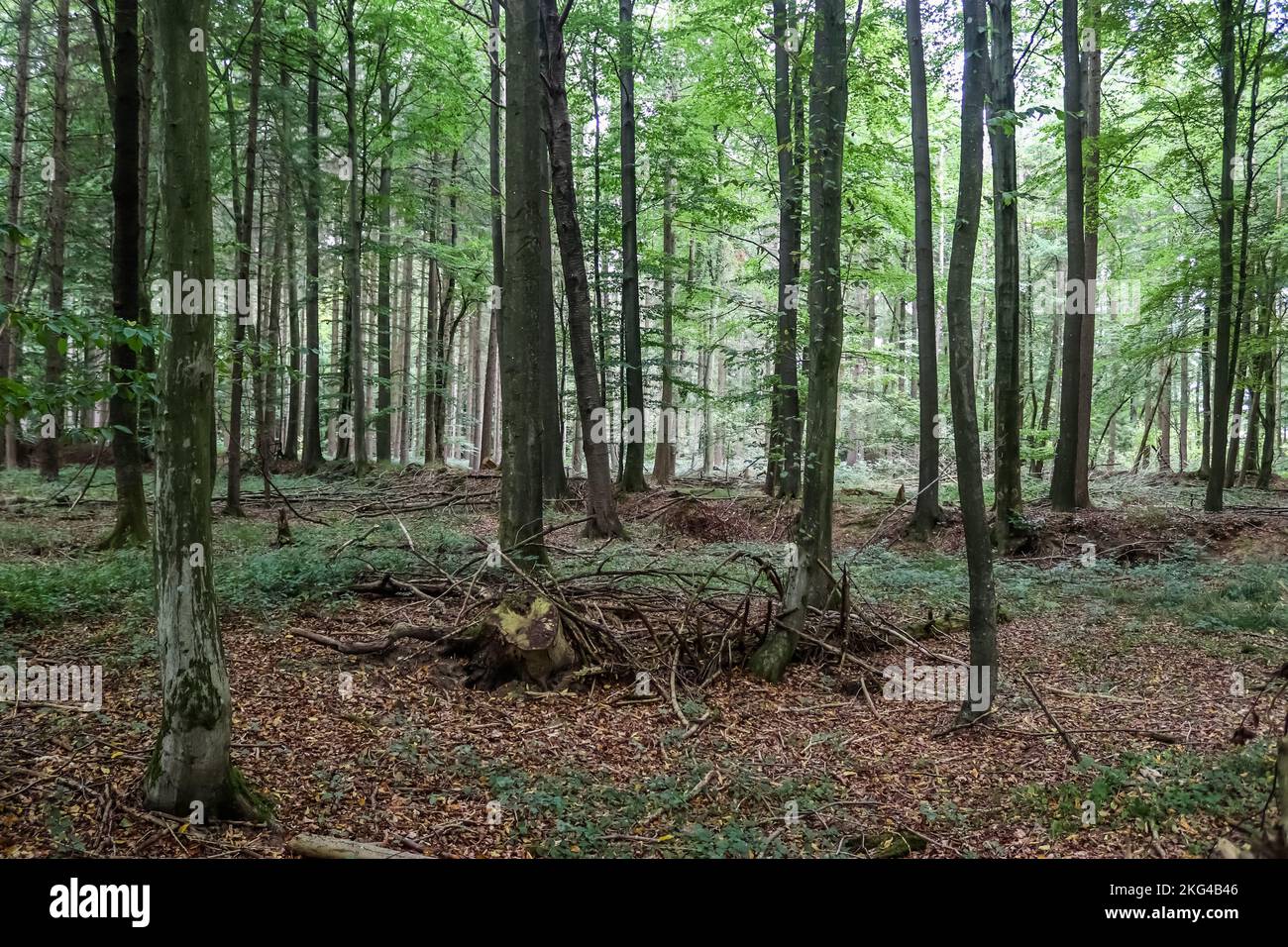 Beautiful view into a dense green forest with bright sunlight casting ...