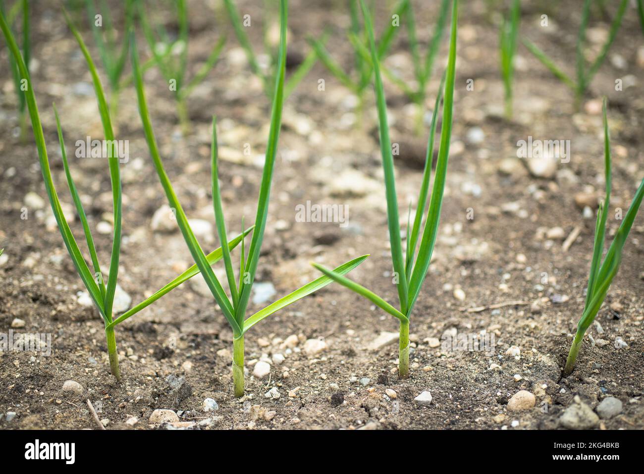An onion (Allium cepa) also known as the bulb onion or common onion, is ...