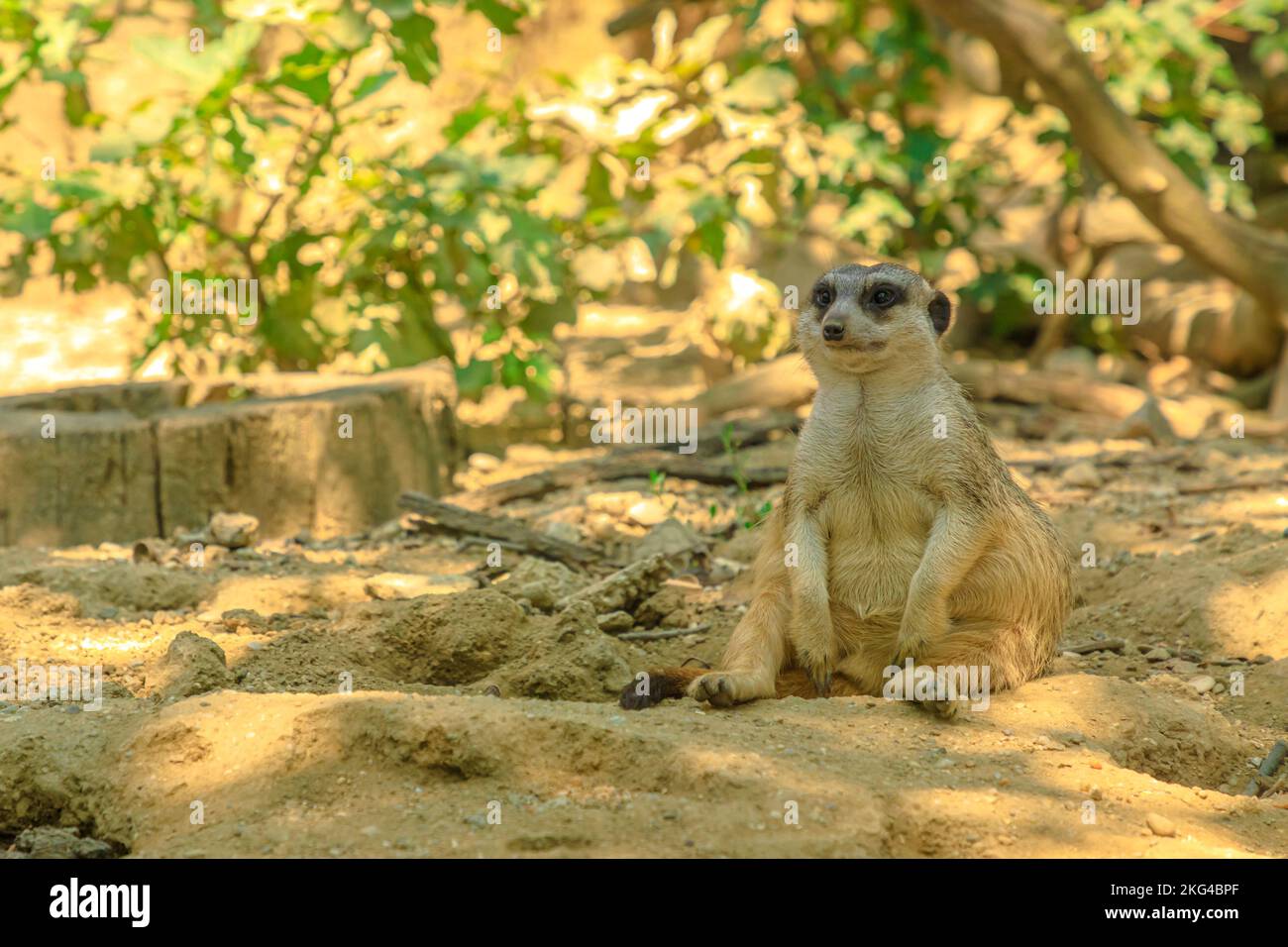 close up of a Meerkat or suricate in vigilance. Suricata suricatta ...