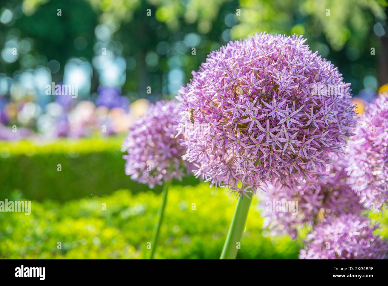 Allium giganteum, common name giant onion, is an Asian species of onion ...