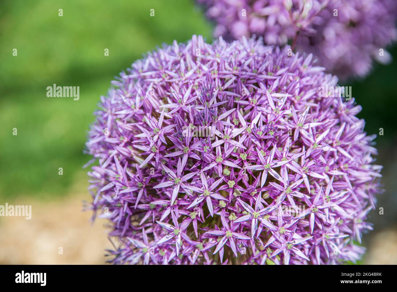 Allium giganteum, common name giant onion, is an Asian species of onion ...