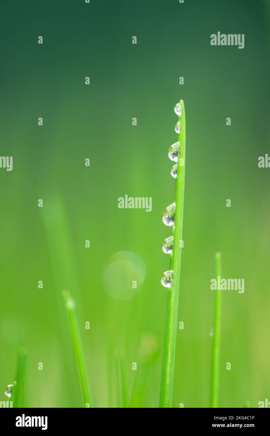 Chives, scientific name Allium schoenoprasum, is a species of flowering ...