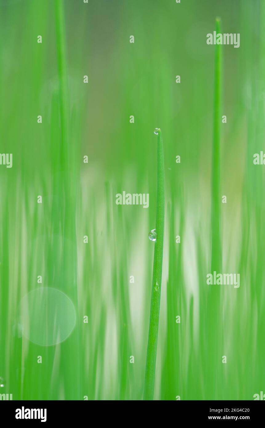 Chives, scientific name Allium schoenoprasum, is a species of flowering ...