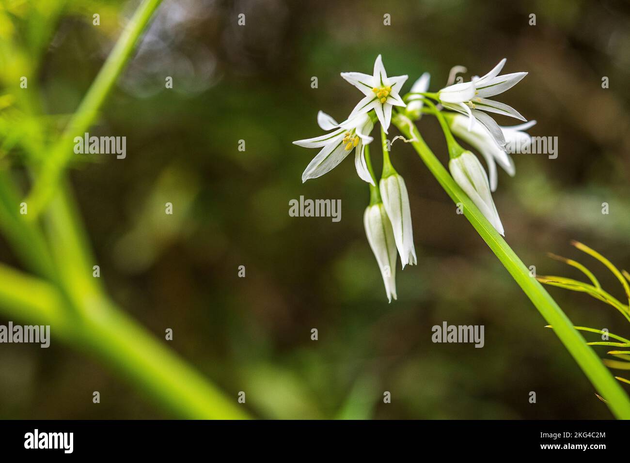 Three-cornered leek (Allium triquetrum) is a bulbous flowering plant in ...
