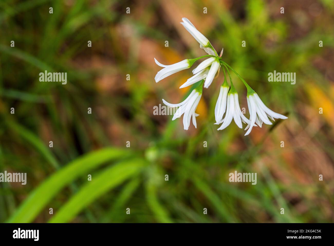 Three-cornered leek (Allium triquetrum) is a bulbous flowering plant in ...