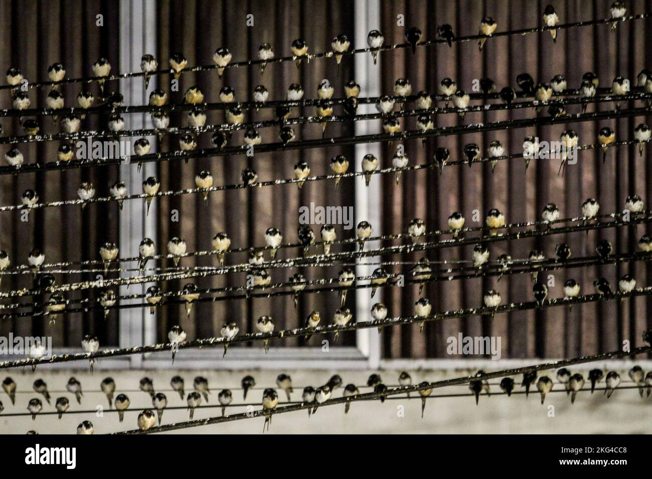 Flock of Asian Swallow (Hirundo Rustica) perches on a cable in the ...