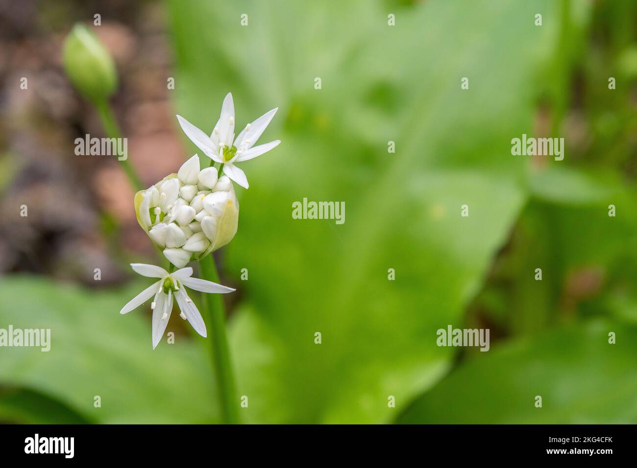 Allium ursinum, known as wild garlic is a bulbous perennial flowering ...
