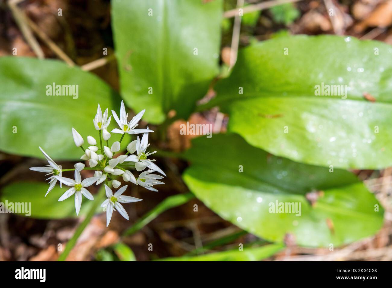 Allium ursinum, known as wild garlic is a bulbous perennial flowering ...