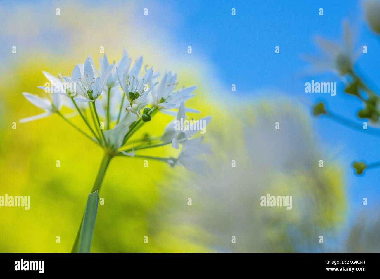 Allium ursinum, known as wild garlic is a bulbous perennial flowering ...