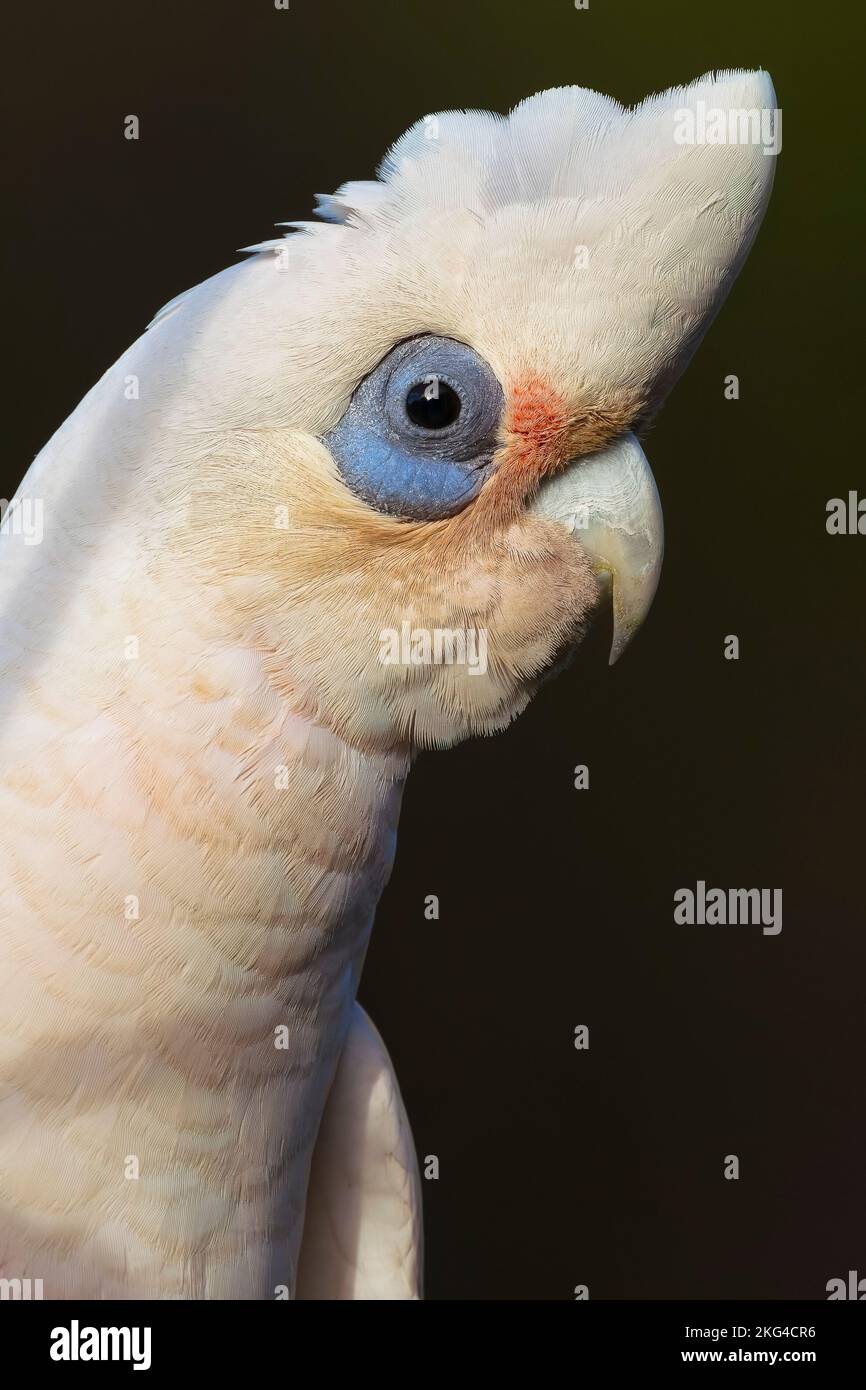 A vertical closeup of a Corella, Cacatua bird head with a blue eye and ...