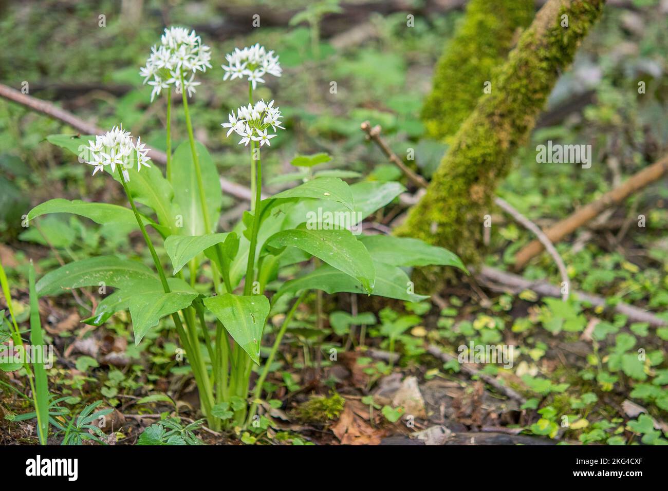 Allium ursinum, known as wild garlic is a bulbous perennial flowering ...