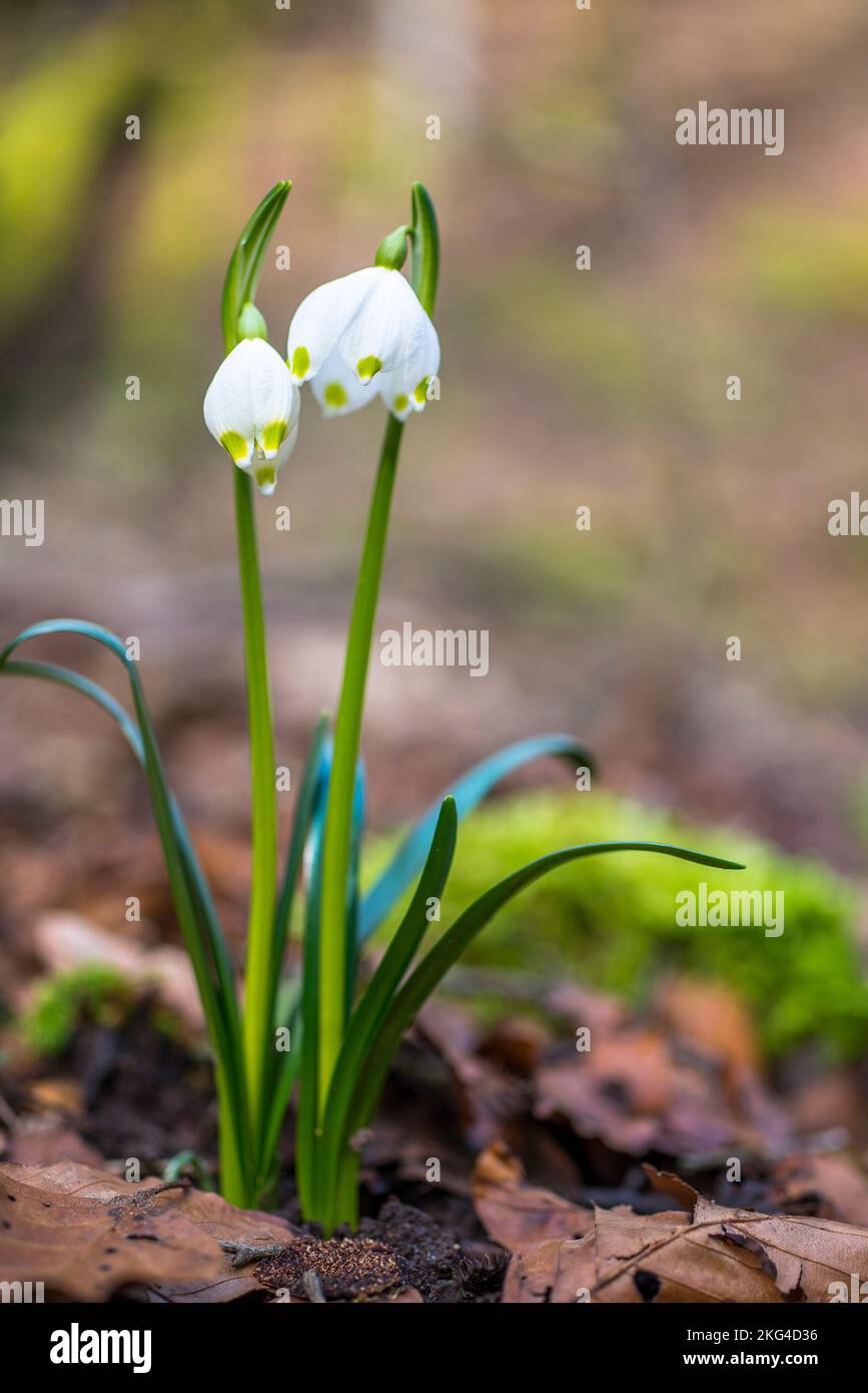 Leucojum vernum, called the spring snowflake is a species of flowering ...