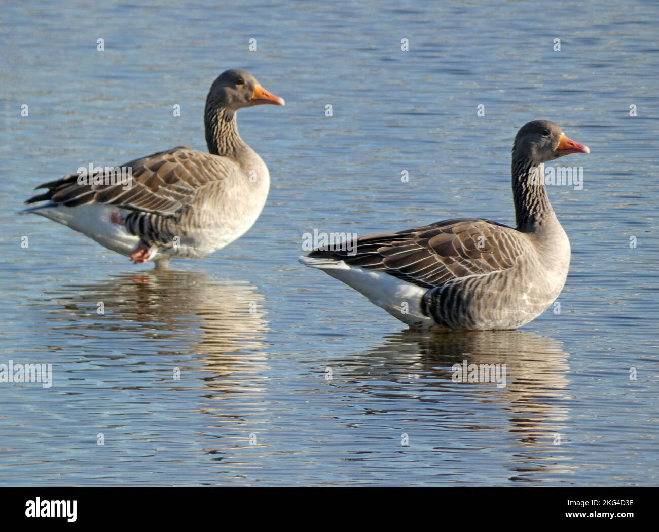 Two greylag geese standing in shallow water. Seen in Hardenberg, the ...
