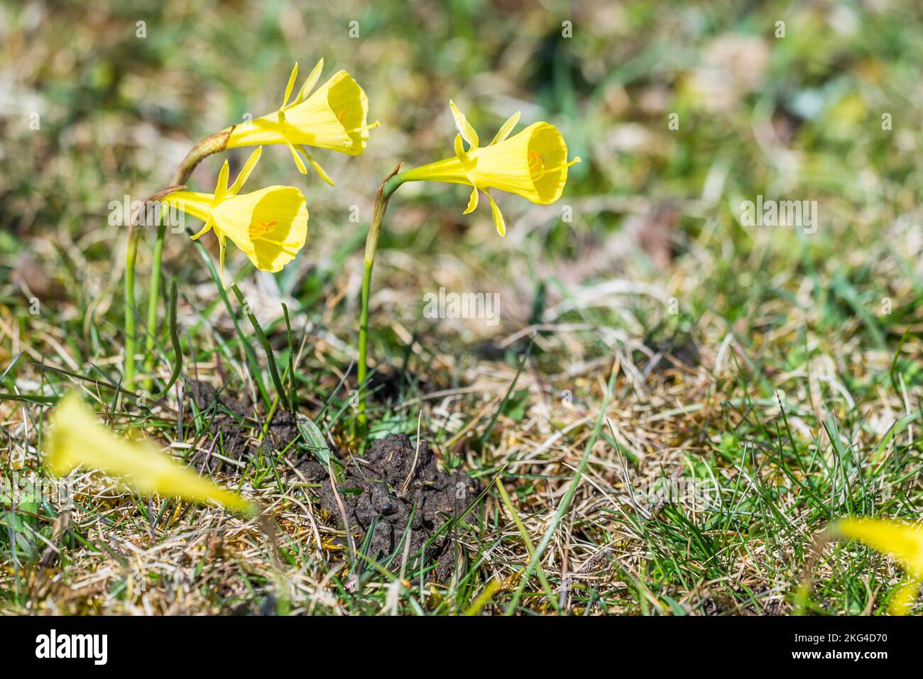 Narcissus bulbocodium, the petticoat daffodil or hoop-petticoat ...
