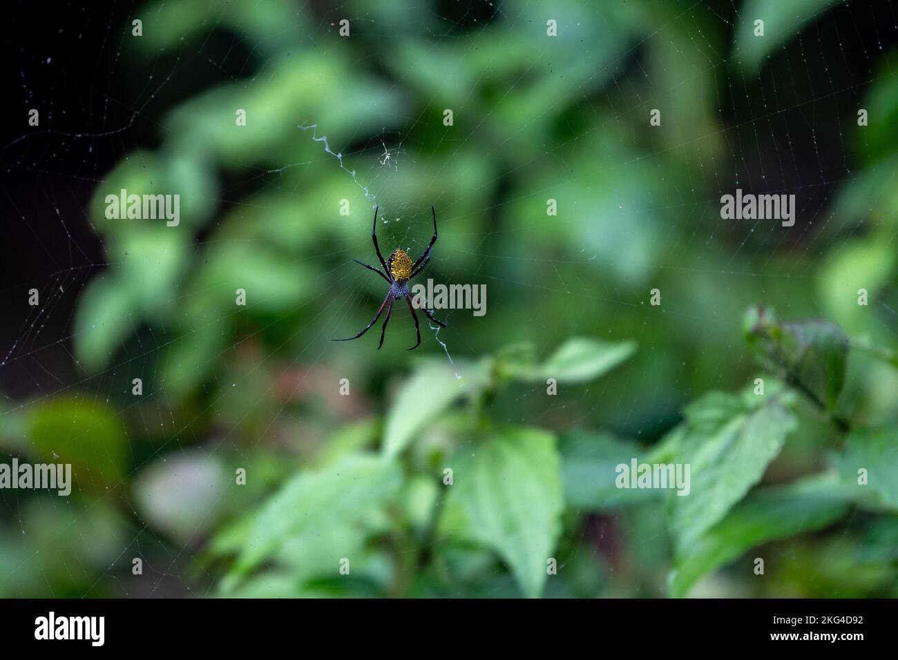 A spider sits on a web at Andersen Air Force Base, Guam, Oct. 28, 2022 ...