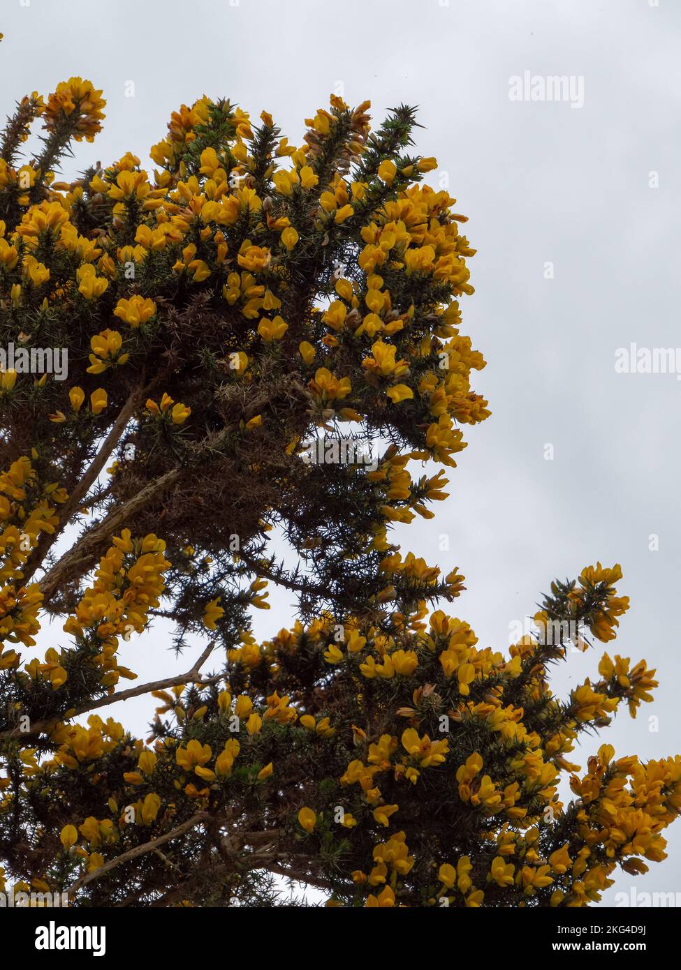 Ulex known as gorse, furze, or whin, flowering plants in the family ...
