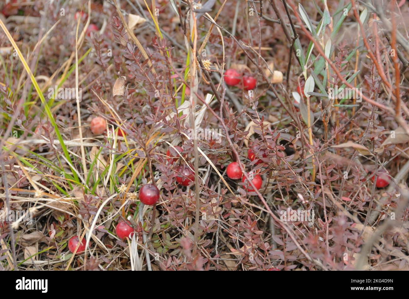 Wild Cranberry Bush