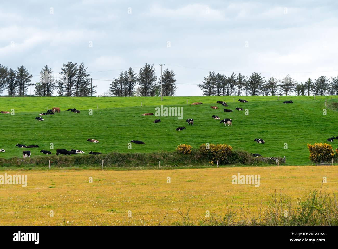 Village fields and pastures, spring. Cows in a green meadow. Agrarian ...