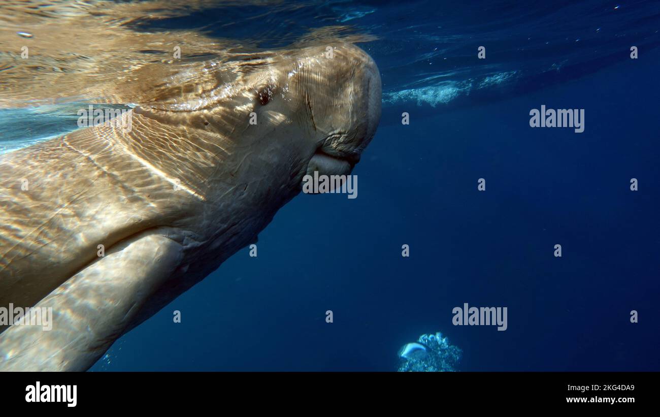 Dugong. Baby dugong from the bay of Marsa Mubarak . Dugongo. Sea Cow in ...