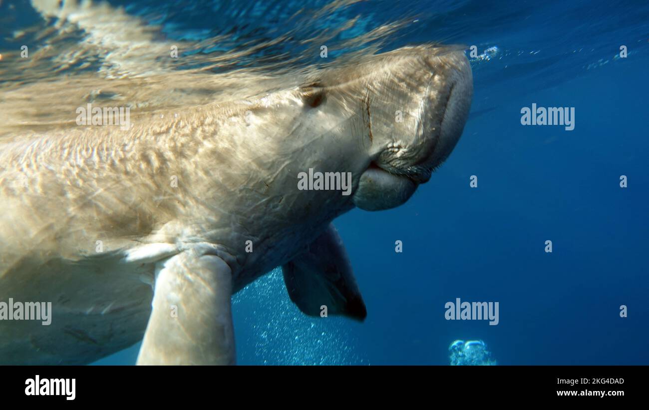 Dugong. Baby dugong from the bay of Marsa Mubarak . Dugongo. Sea Cow in ...