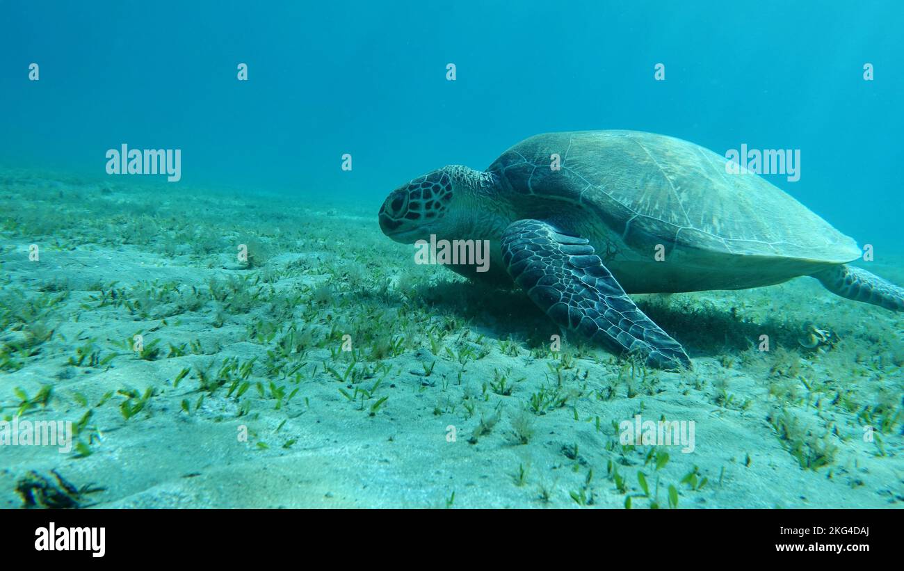 Big Green turtle on the reefs of the Red Sea. Green turtles are the ...