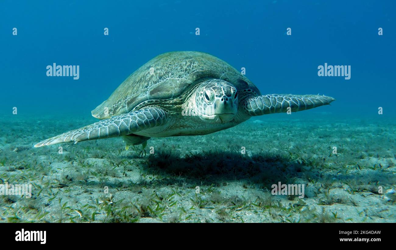 Big Green turtle , Green turtles are the largest of all sea turtles. A ...