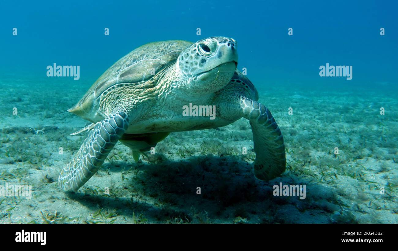 Big Green turtle , Green turtles are the largest of all sea turtles. A ...