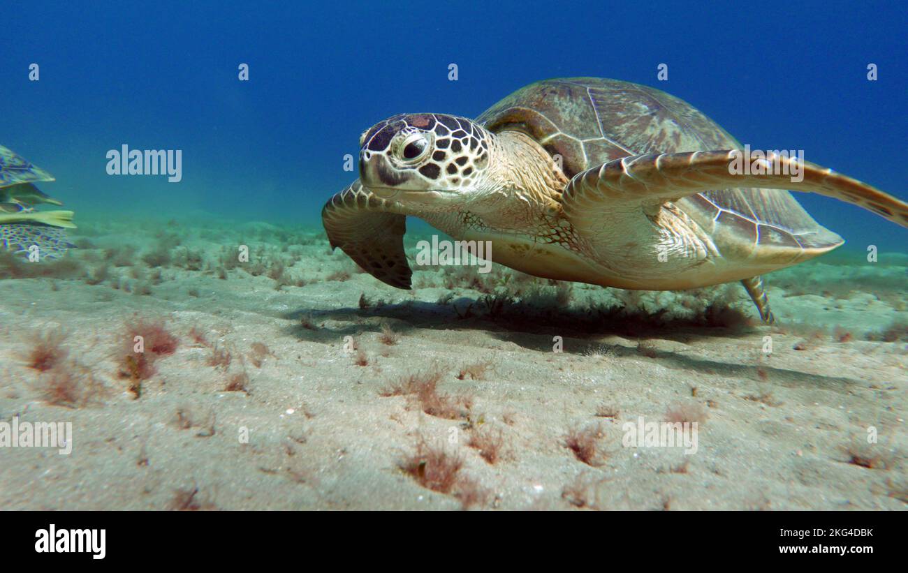 Big Green turtle , Green turtles are the largest of all sea turtles. A ...